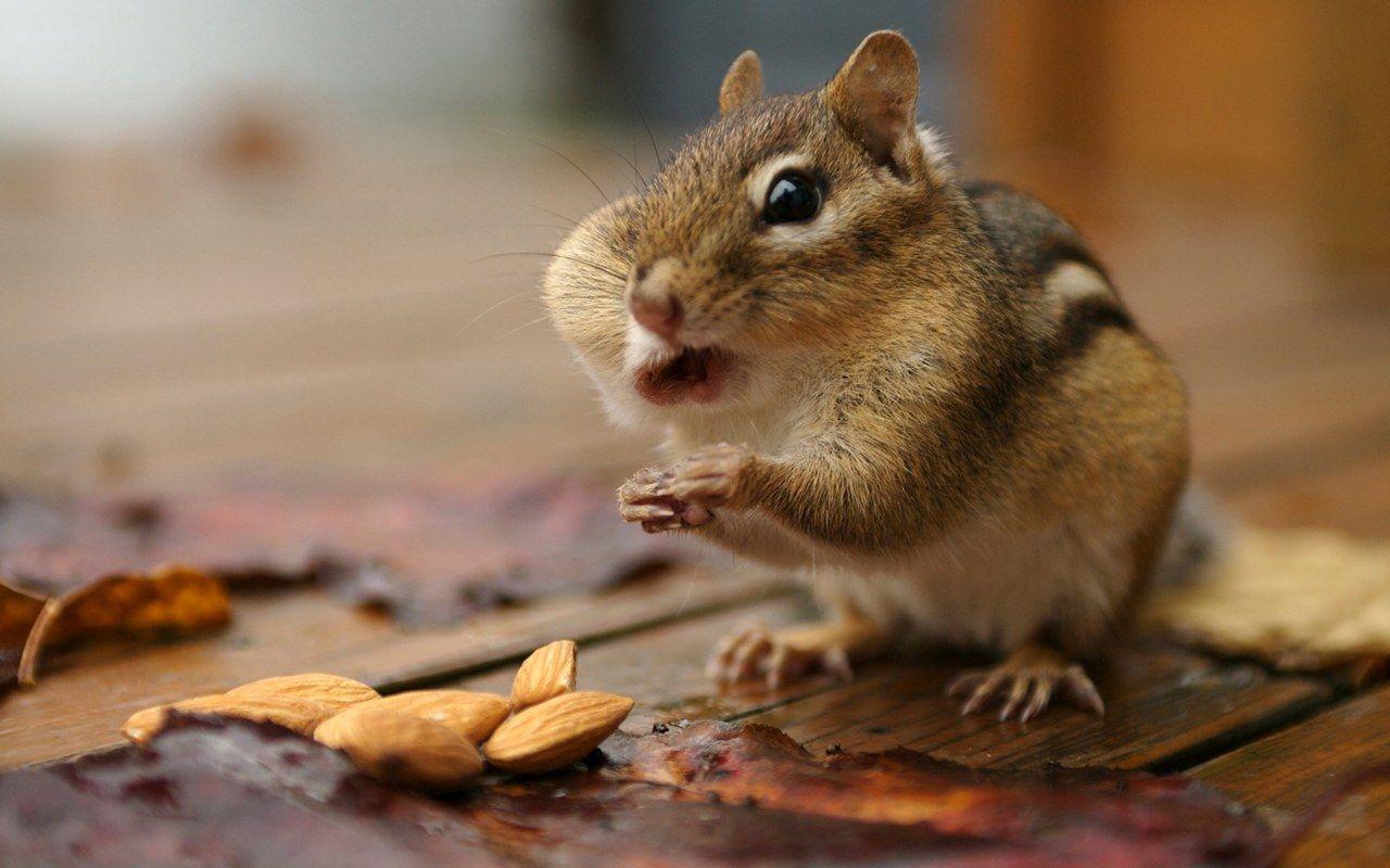 Chipmunk Wallpapers - Top Free Chipmunk Backgrounds - WallpaperAccess