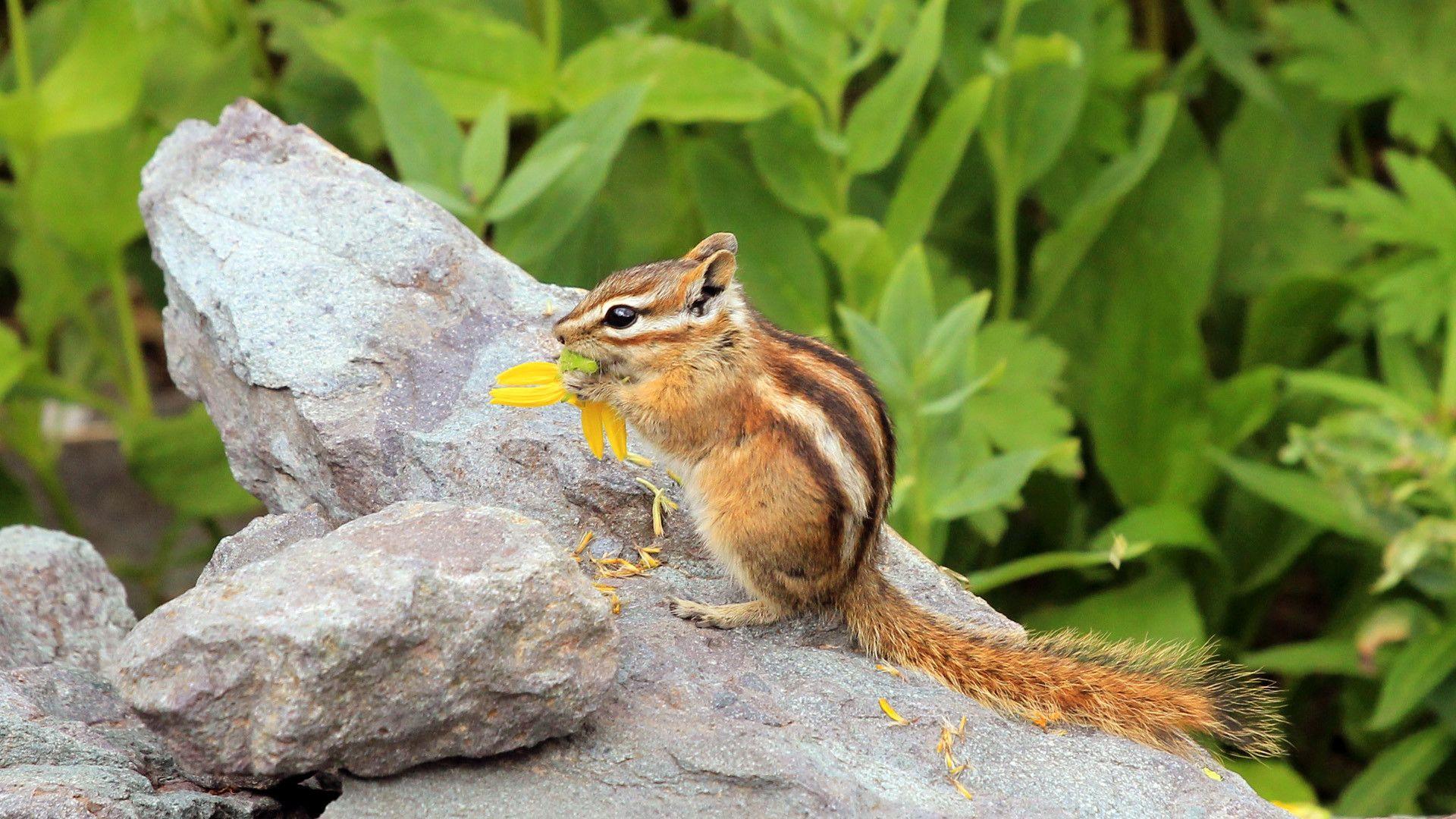 Chipmunk Wallpapers - Top Free Chipmunk Backgrounds - WallpaperAccess