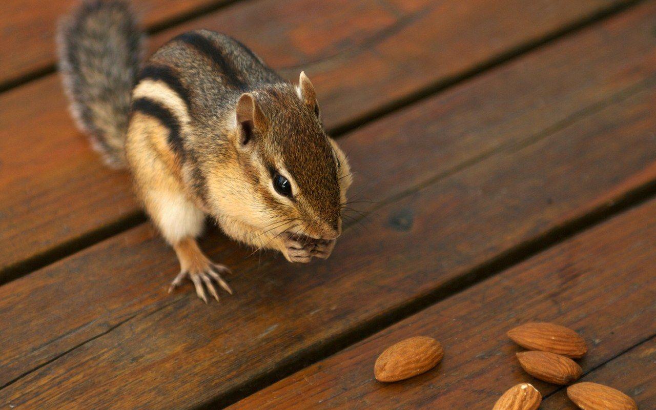 Chipmunk Wallpapers - Top Free Chipmunk Backgrounds - WallpaperAccess