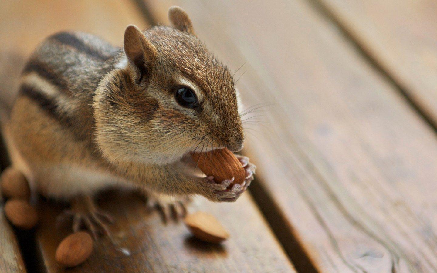 Chipmunk Wallpapers - Top Free Chipmunk Backgrounds - WallpaperAccess