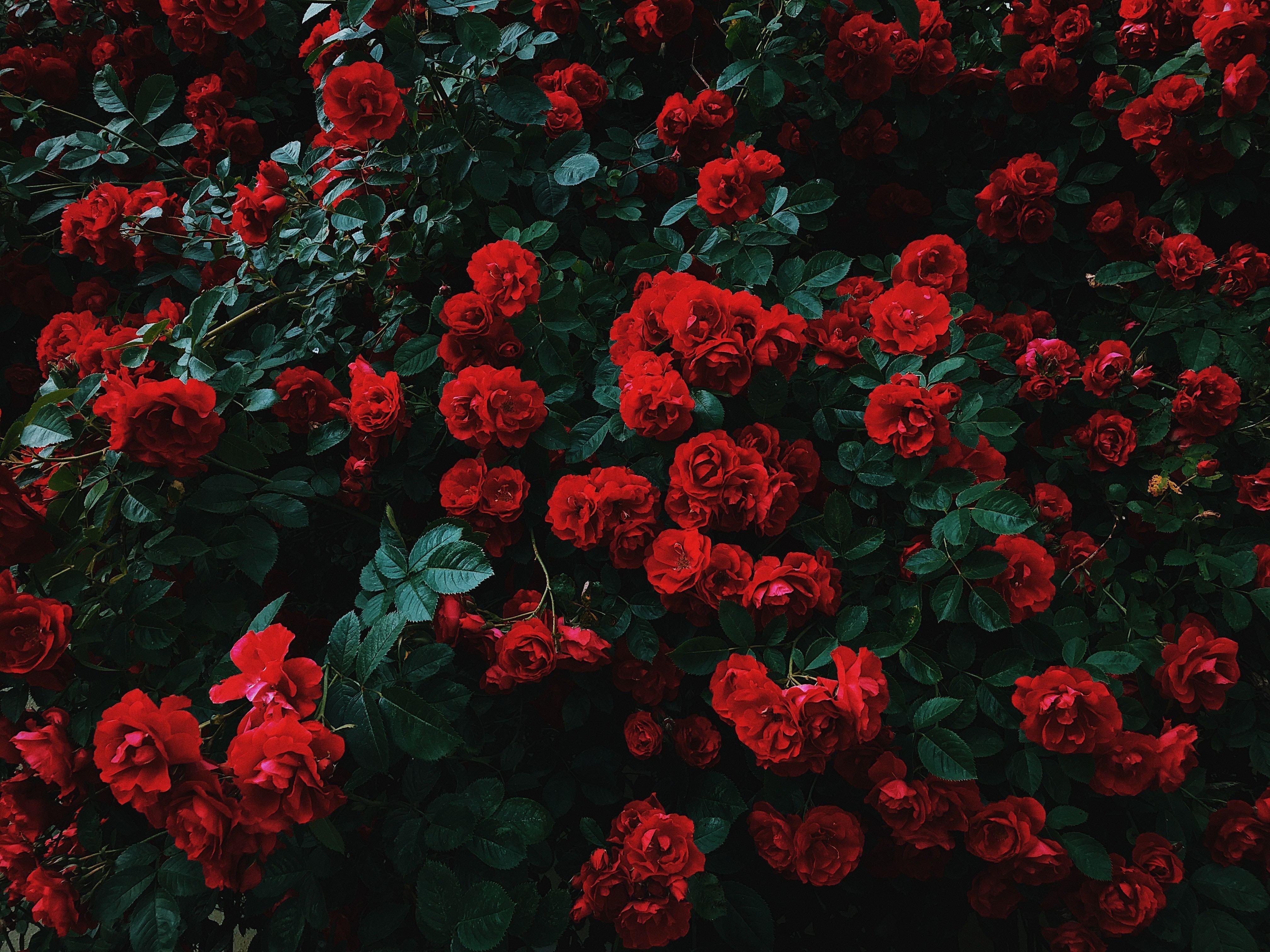 Aesthetic Flowers Laptop Wallpapers Top Free Aesthetic Flowers Laptop