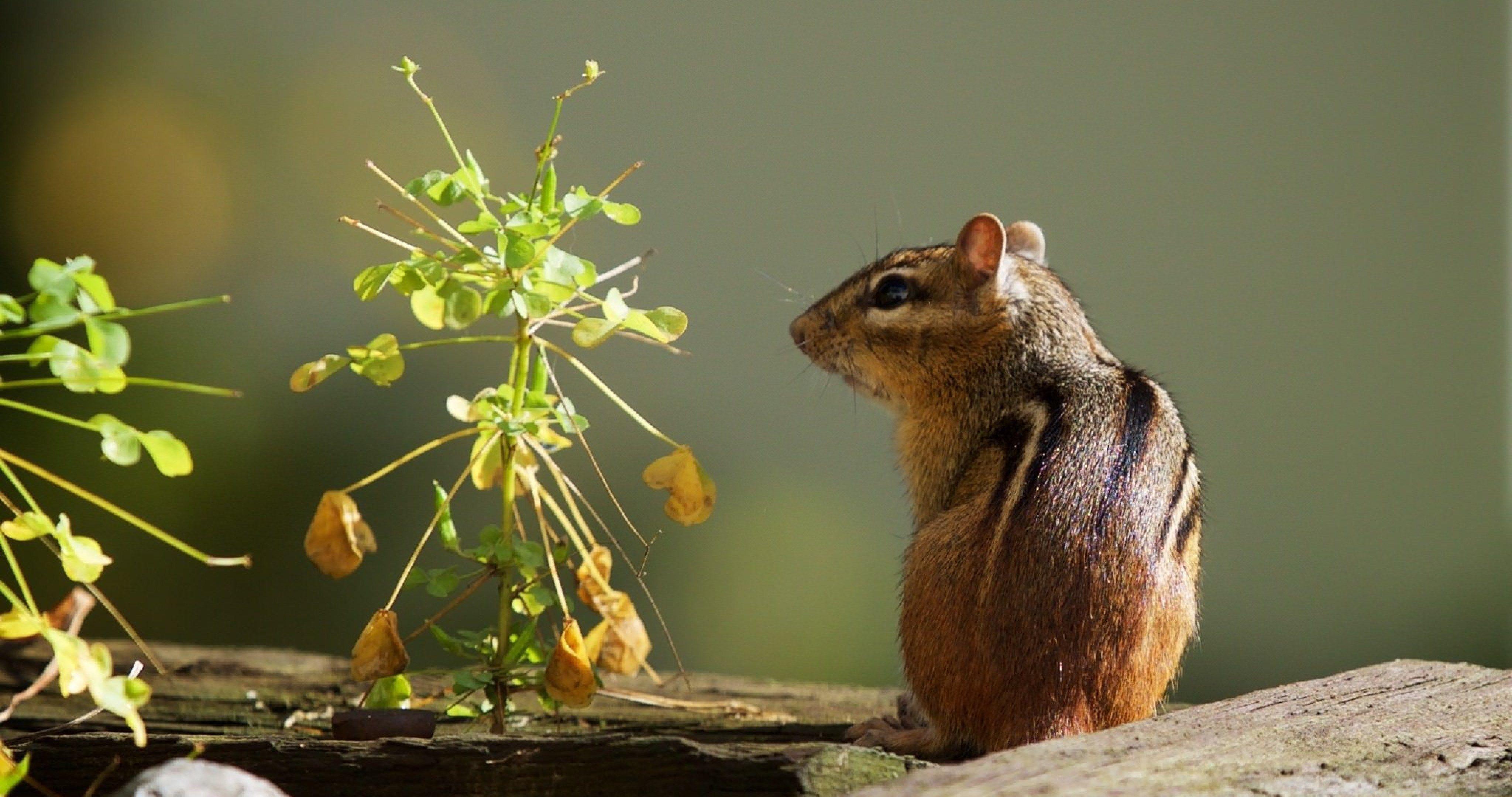 Chipmunk Wallpapers - Top Free Chipmunk Backgrounds - WallpaperAccess