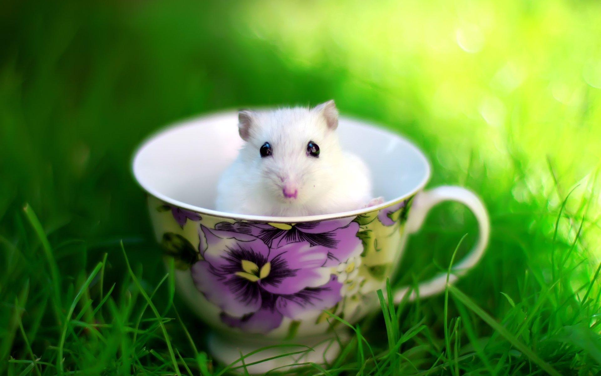 Mouse Wallpapers - Top Free Mouse Backgrounds - WallpaperAccess