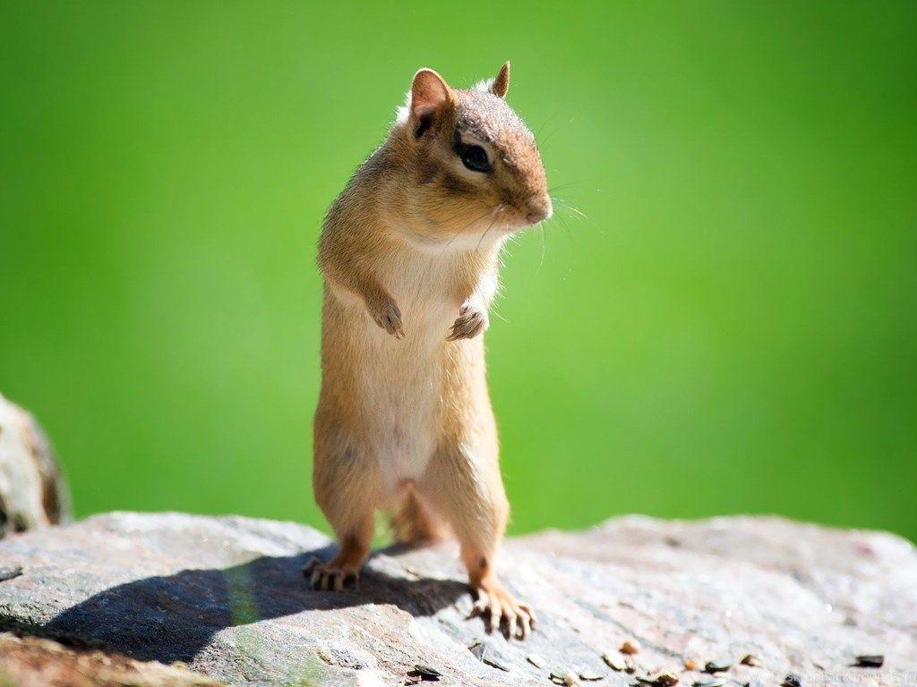 Chipmunk Wallpapers - Top Free Chipmunk Backgrounds - WallpaperAccess