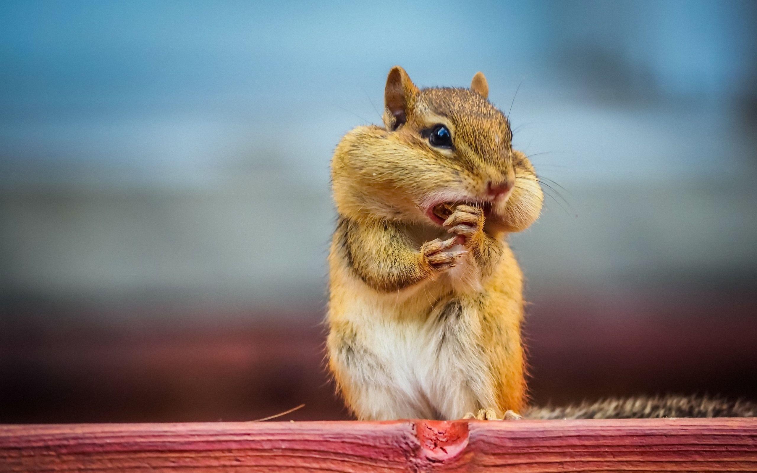 Chipmunk Wallpapers - Top Free Chipmunk Backgrounds - WallpaperAccess