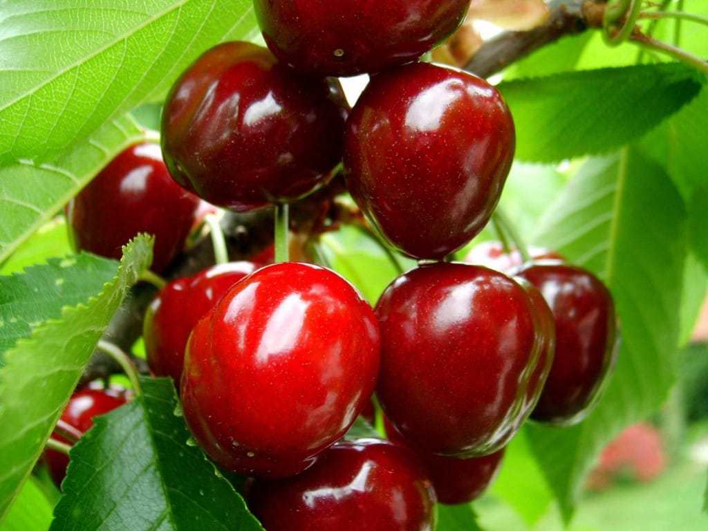 Cherry Fruit Wallpapers - Top Free Cherry Fruit Backgrounds ...