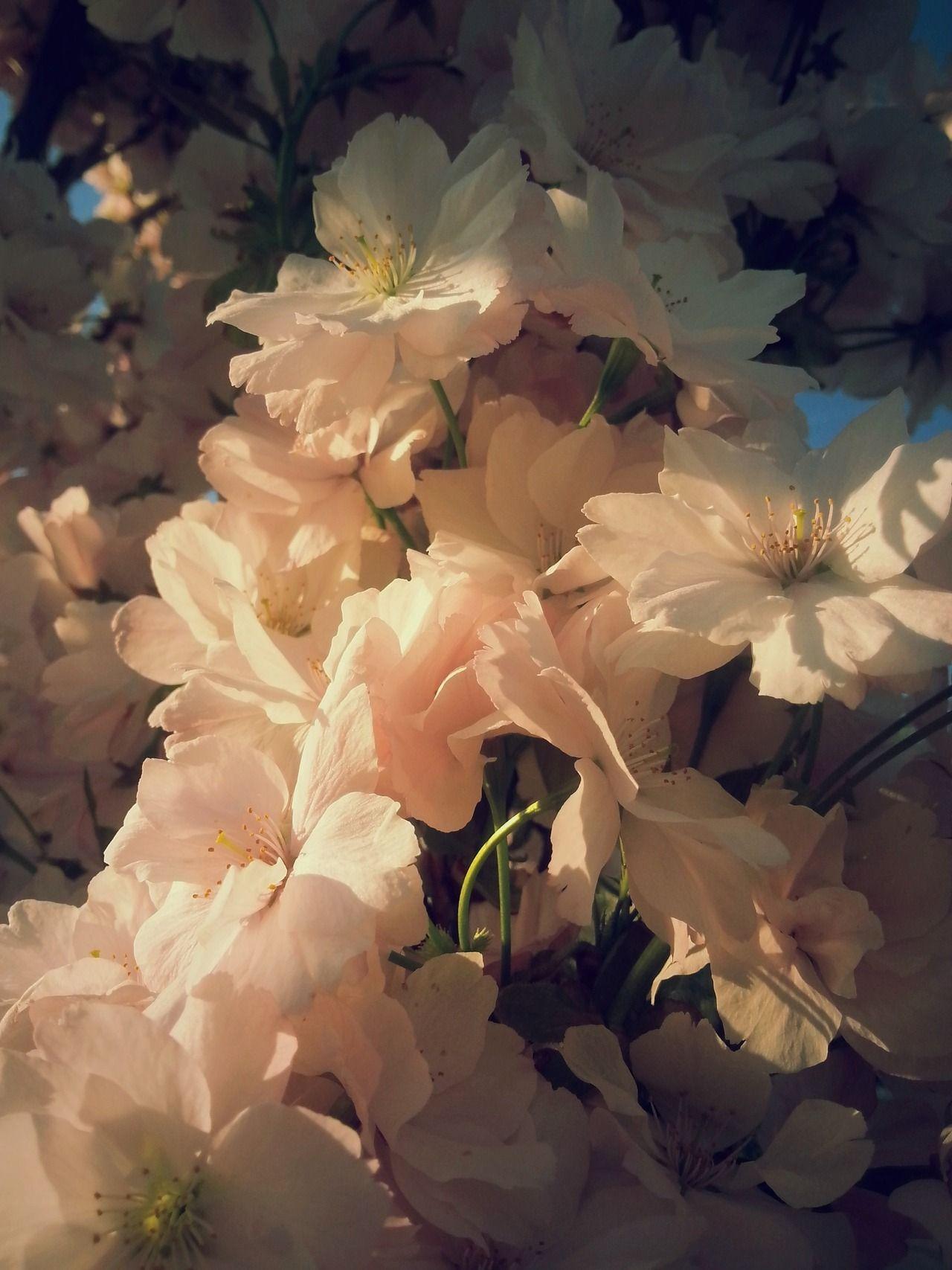 Brown Flowers Wallpapers - Top Free Brown Flowers Backgrounds ...