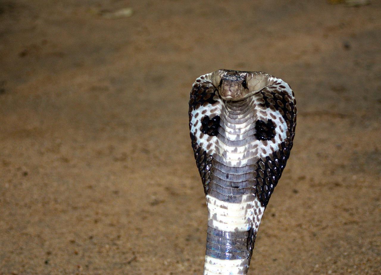 Cobra Snake Wallpapers - Top Free Cobra Snake Backgrounds - WallpaperAccess