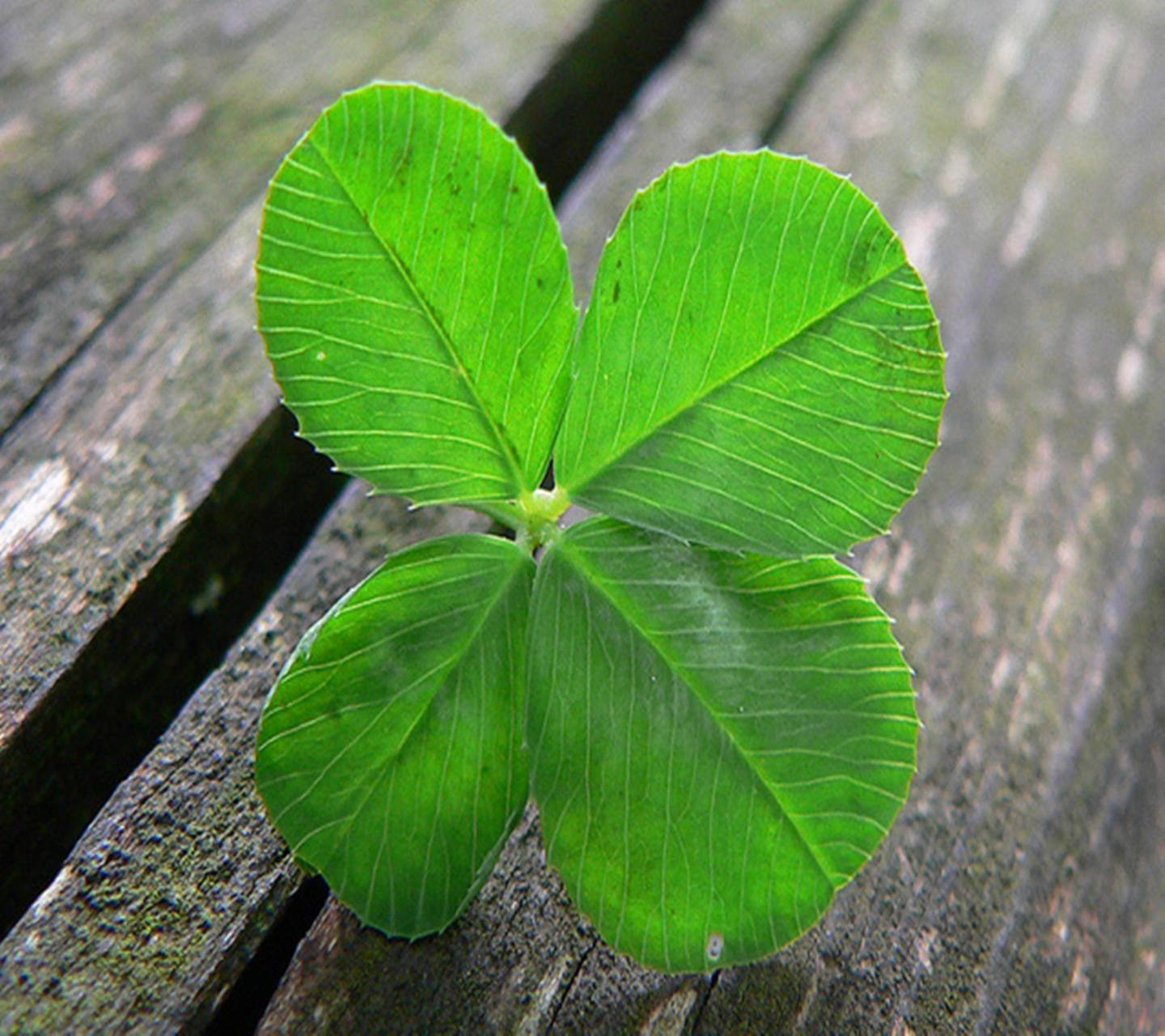 Lucky Clover Wallpapers - Top Free Lucky Clover Backgrounds ...