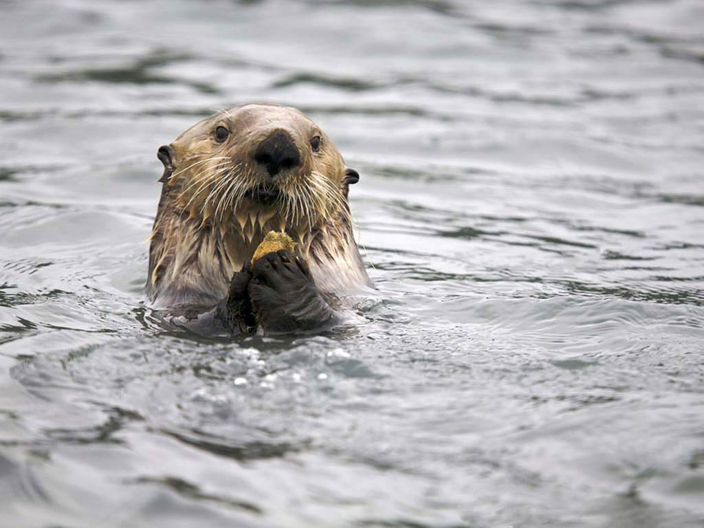Beaver Wallpapers - Top Free Beaver Backgrounds - WallpaperAccess