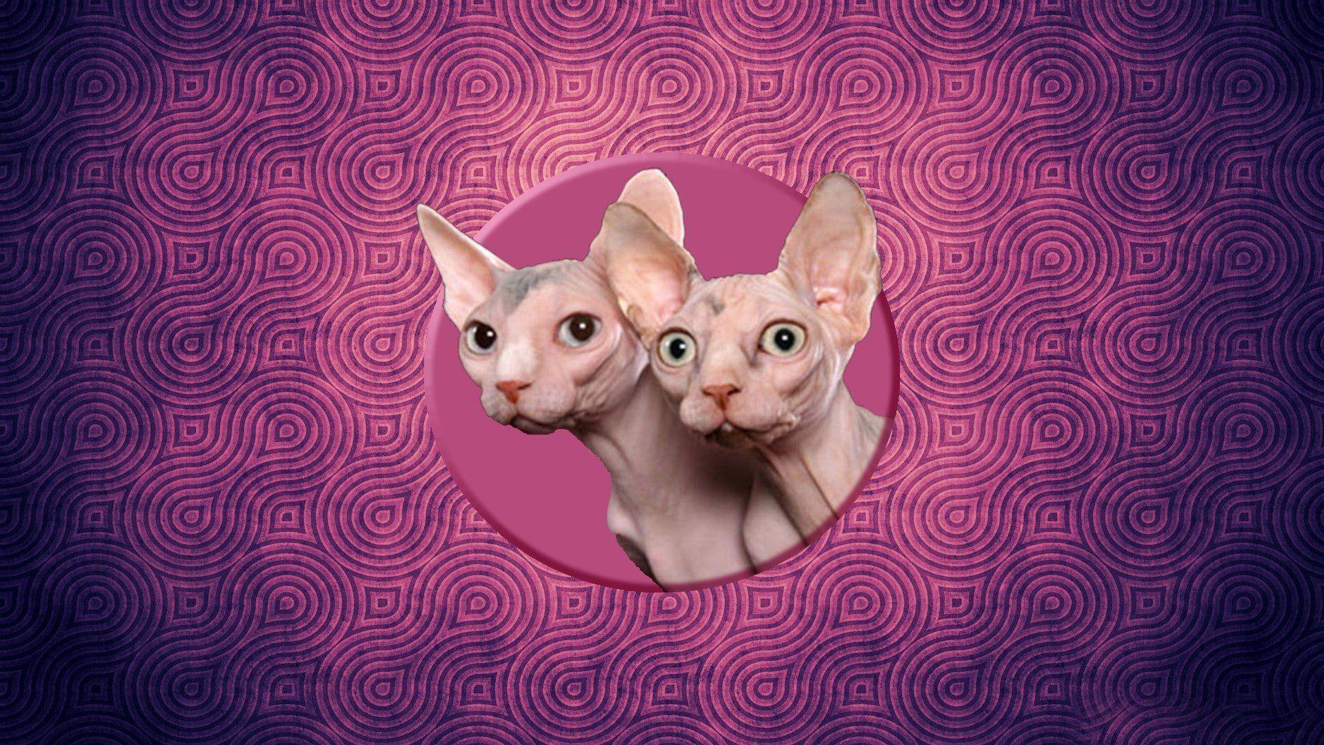 Sphynx Cat Wallpapers - Top Free Sphynx Cat Backgrounds - WallpaperAccess