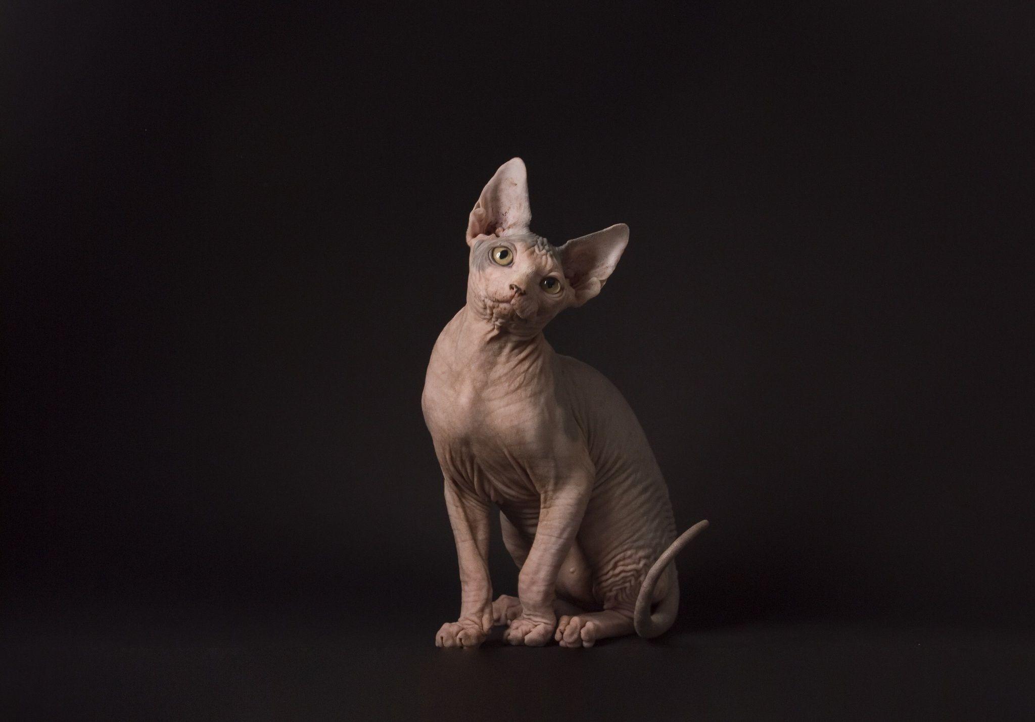Sphynx Cat Wallpapers - Top Free Sphynx Cat Backgrounds - WallpaperAccess