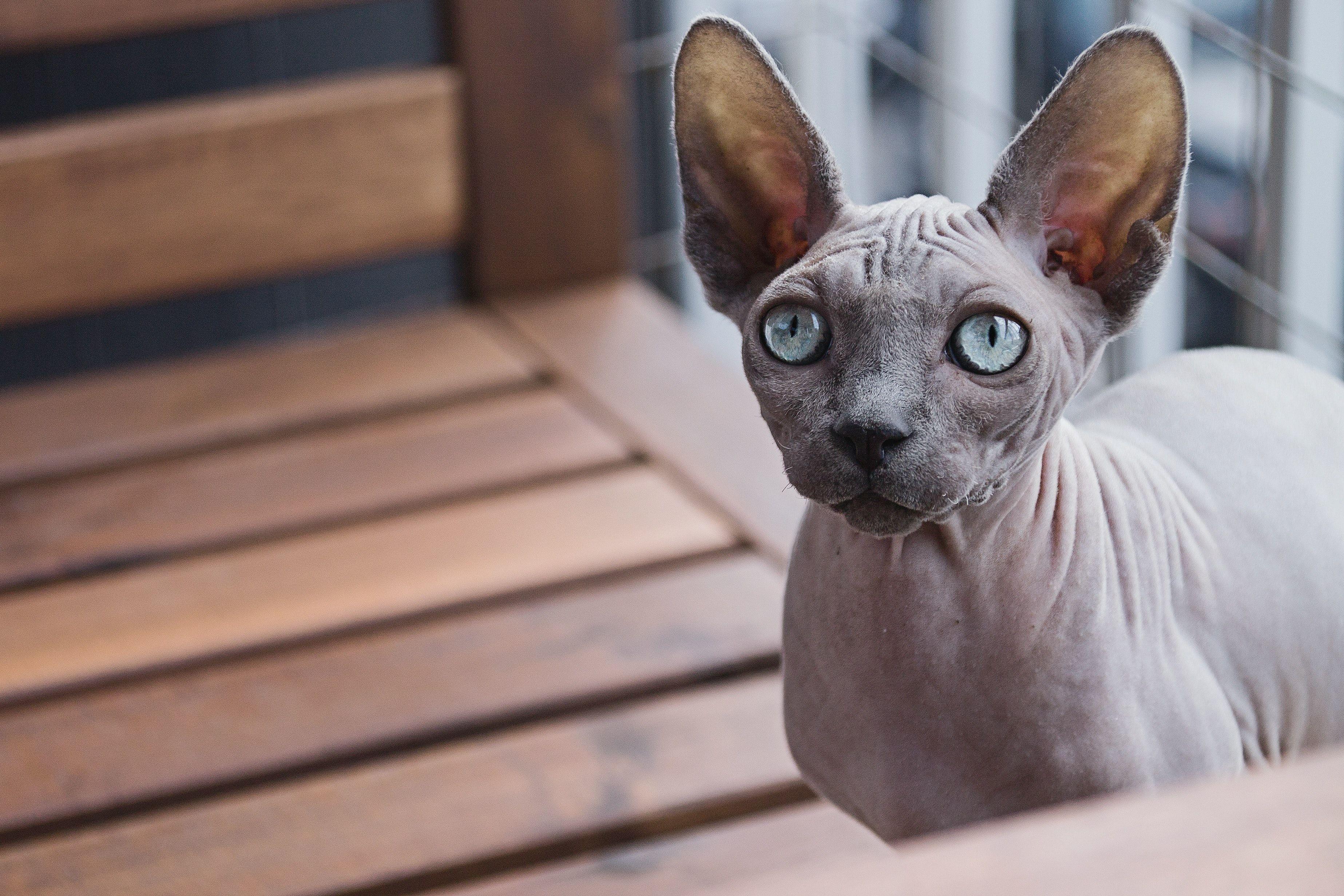 Sphynx Cat Wallpapers - Top Free Sphynx Cat Backgrounds - WallpaperAccess