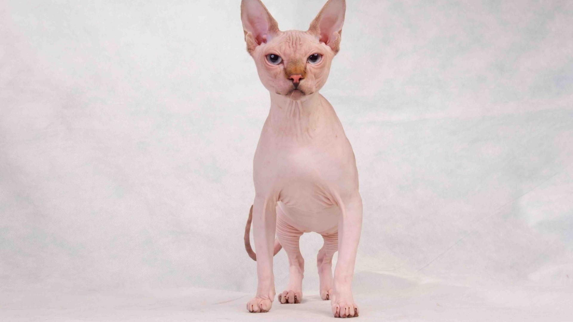 Sphynx Cat Wallpapers - Top Free Sphynx Cat Backgrounds - WallpaperAccess