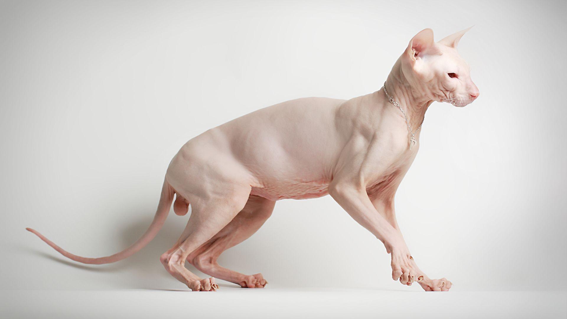 Sphynx Cat Wallpapers - Top Free Sphynx Cat Backgrounds - WallpaperAccess