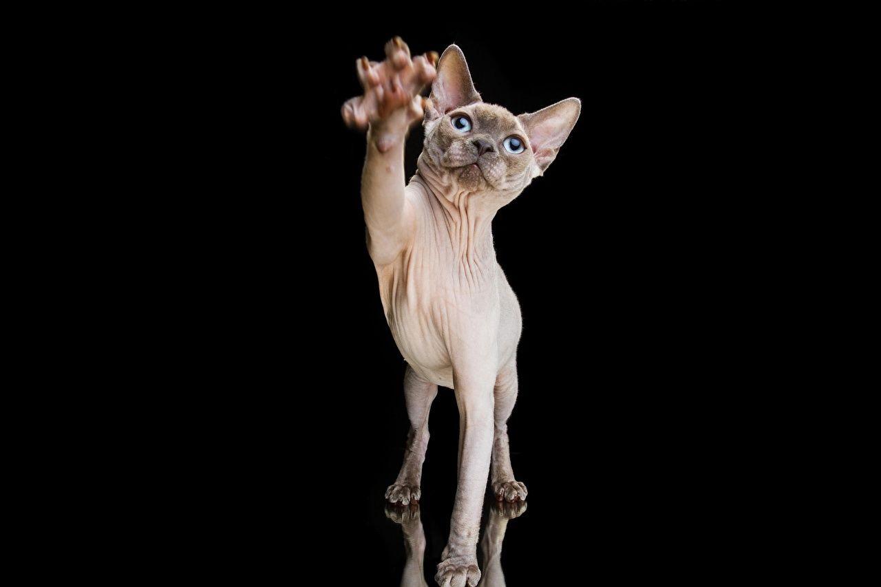 Sphynx Cat Wallpapers - Top Free Sphynx Cat Backgrounds - WallpaperAccess