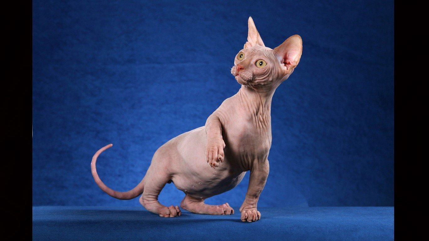 Sphynx Cat Wallpapers - Top Free Sphynx Cat Backgrounds - WallpaperAccess