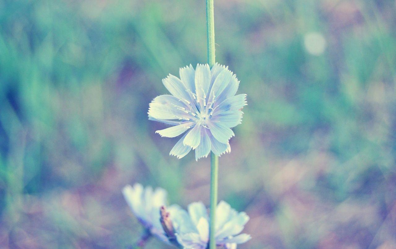 Light Blue Flower Wallpapers - Top Free Light Blue Flower Backgrounds ...