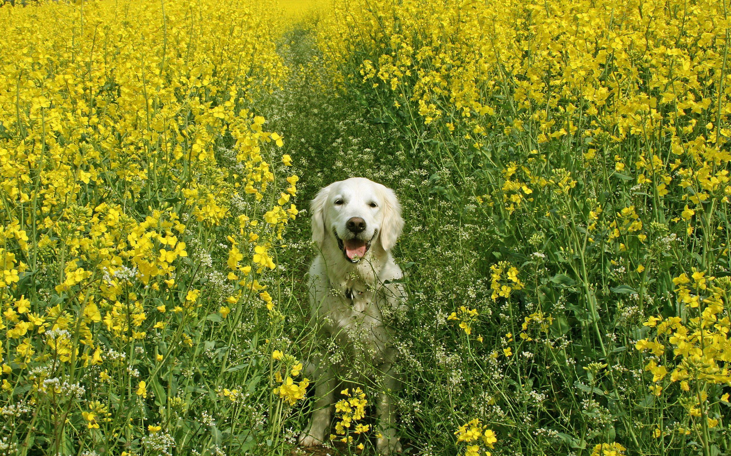 Springtime Dog Wallpapers - Top Free Springtime Dog Backgrounds ...