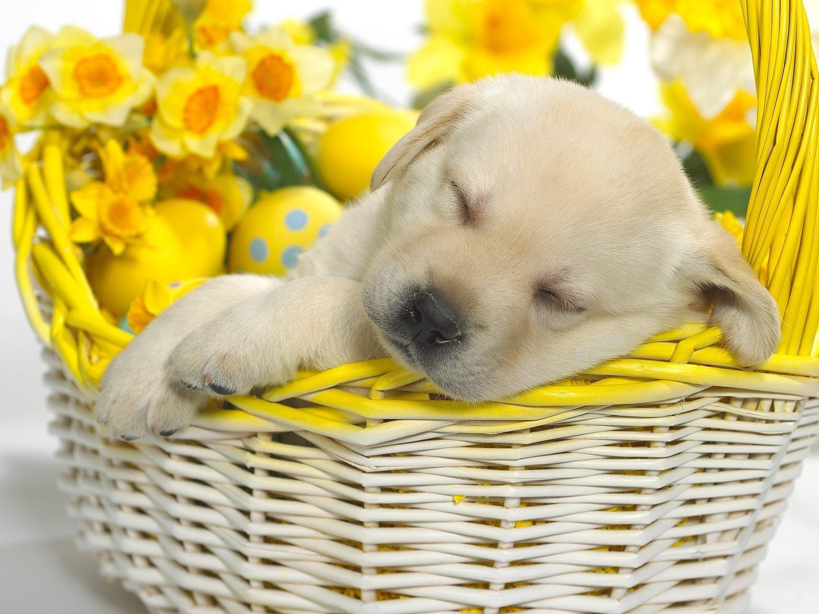 Springtime Dog Wallpapers - Top Free Springtime Dog Backgrounds ...