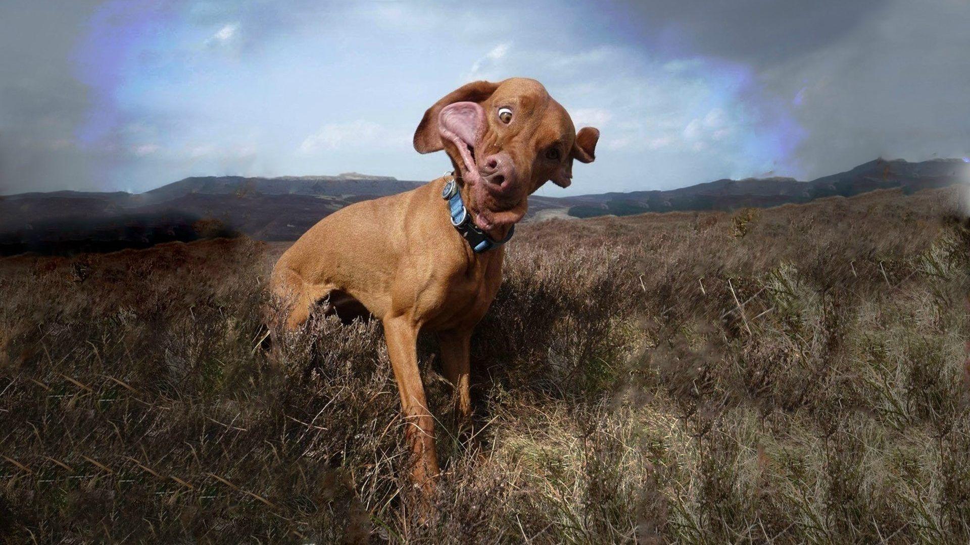 Springtime Dog Wallpapers - Top Free Springtime Dog Backgrounds ...