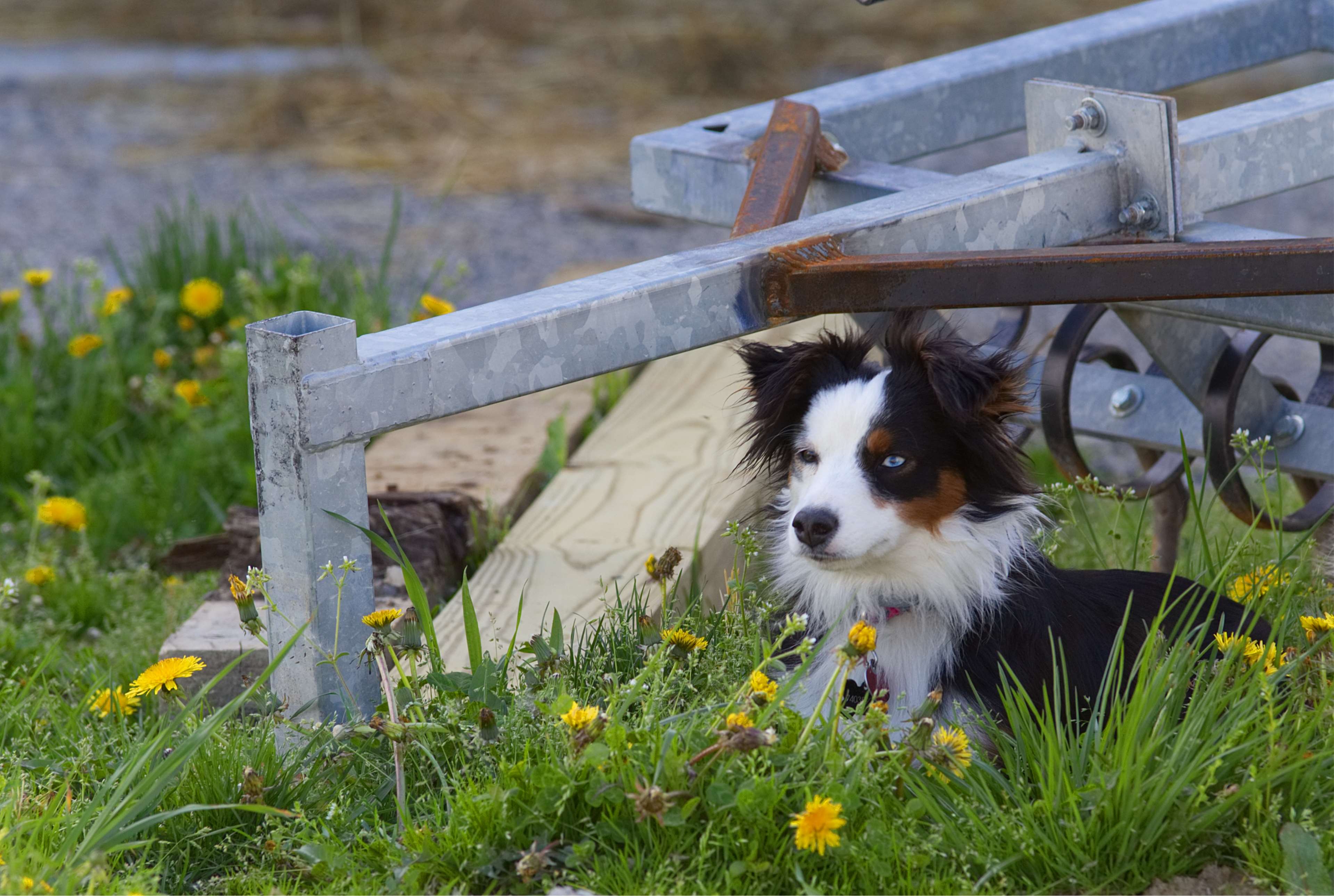 Springtime Dog Wallpapers - Top Free Springtime Dog Backgrounds ...