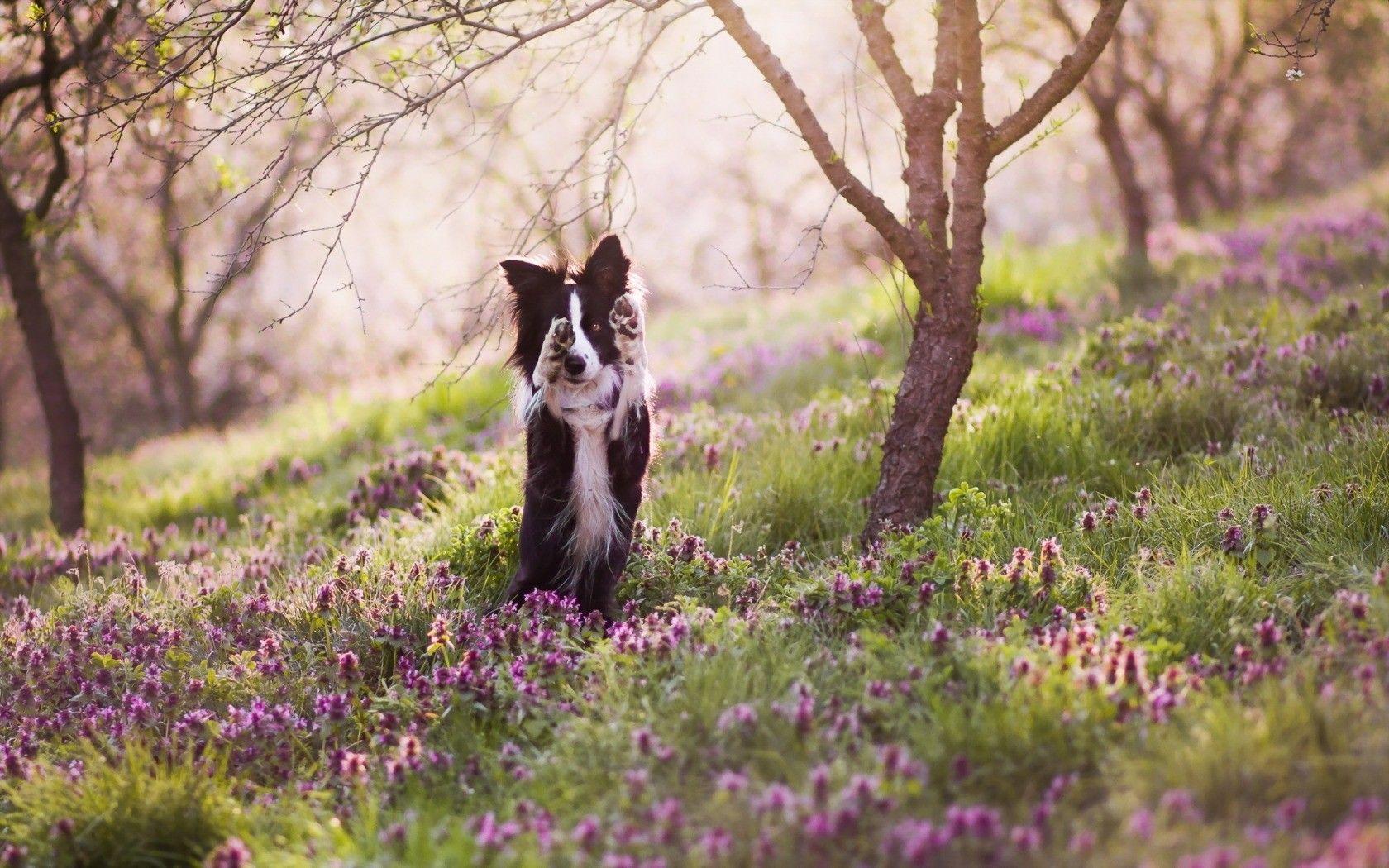 Springtime Dog Wallpapers - Top Free Springtime Dog Backgrounds ...