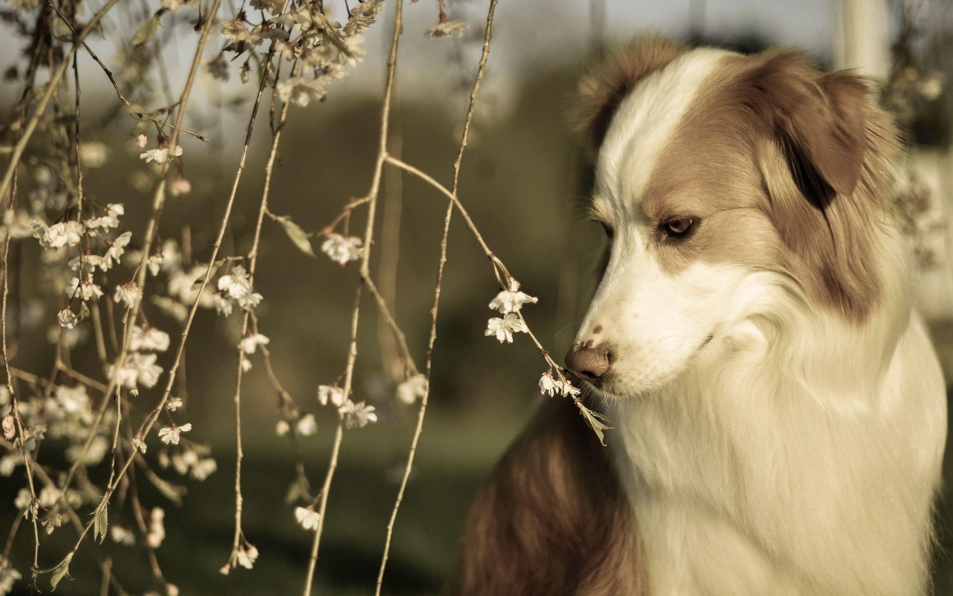 Springtime Dog Wallpapers - Top Free Springtime Dog Backgrounds ...