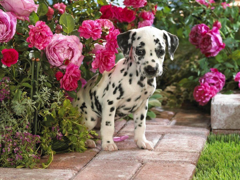 Springtime Dog Wallpapers - Top Free Springtime Dog Backgrounds ...