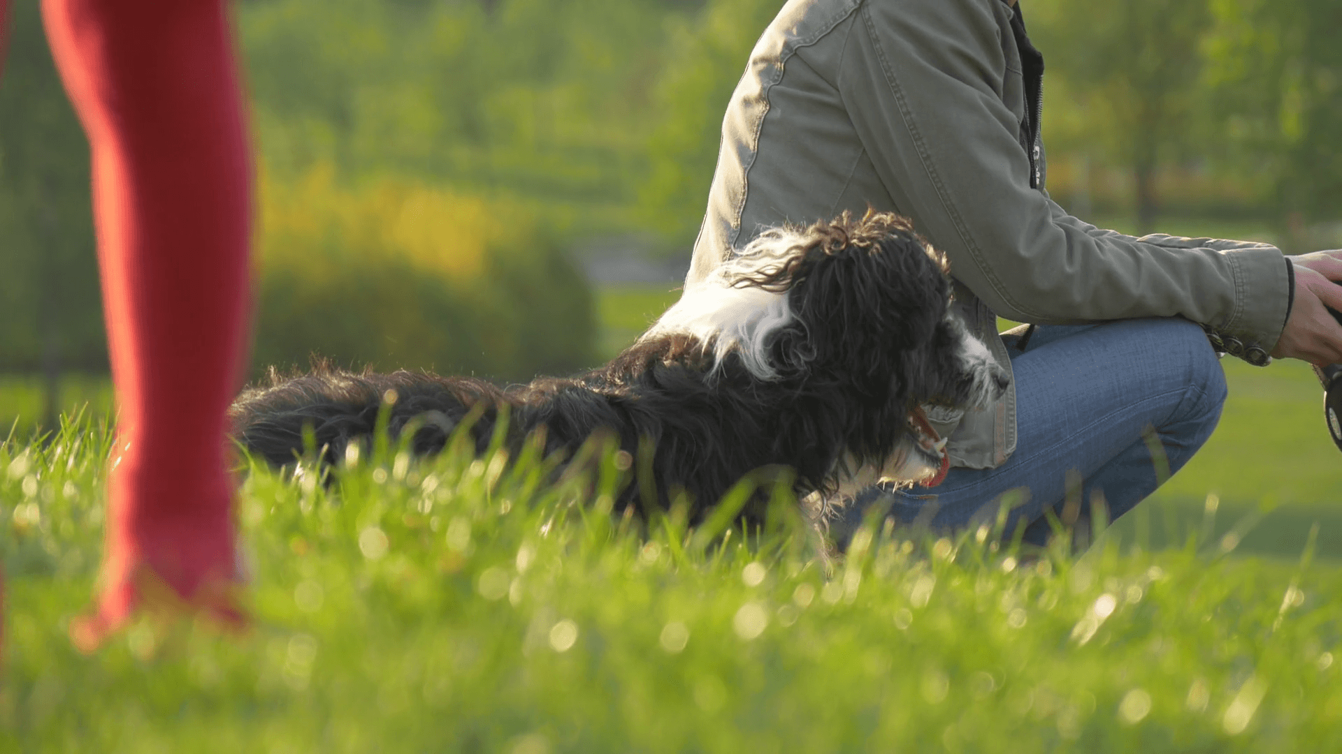 Springtime Dog Wallpapers - Top Free Springtime Dog Backgrounds ...