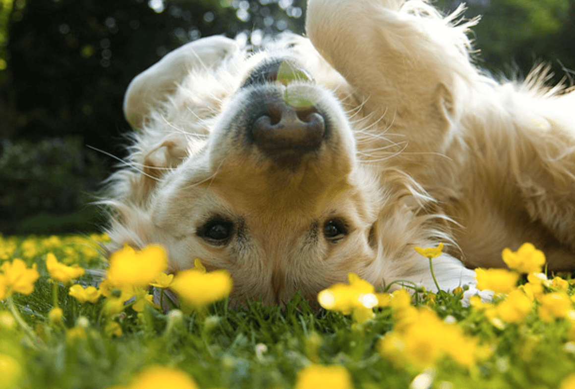 Springtime Dog Wallpapers - Top Free Springtime Dog Backgrounds ...