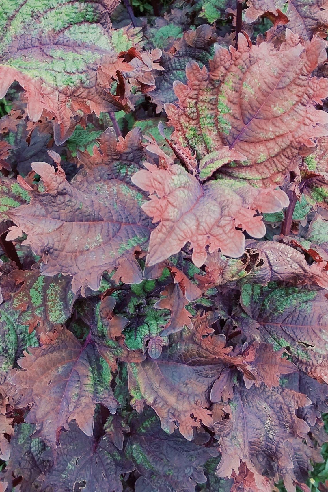 VSCO Nature Wallpapers - Top Free VSCO Nature Backgrounds - WallpaperAccess