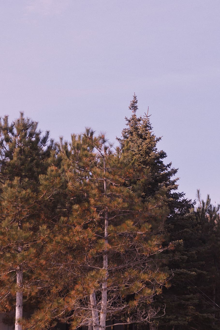 VSCO Nature Wallpapers - Top Free VSCO Nature Backgrounds - WallpaperAccess