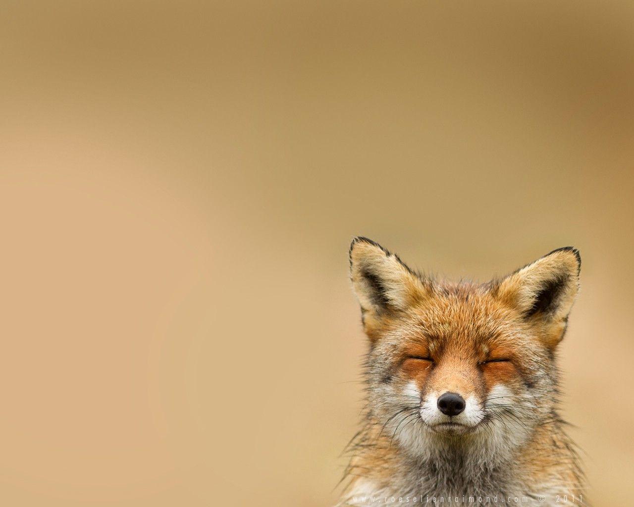 Simple Animal Wallpapers - Top Free Simple Animal Backgrounds ...