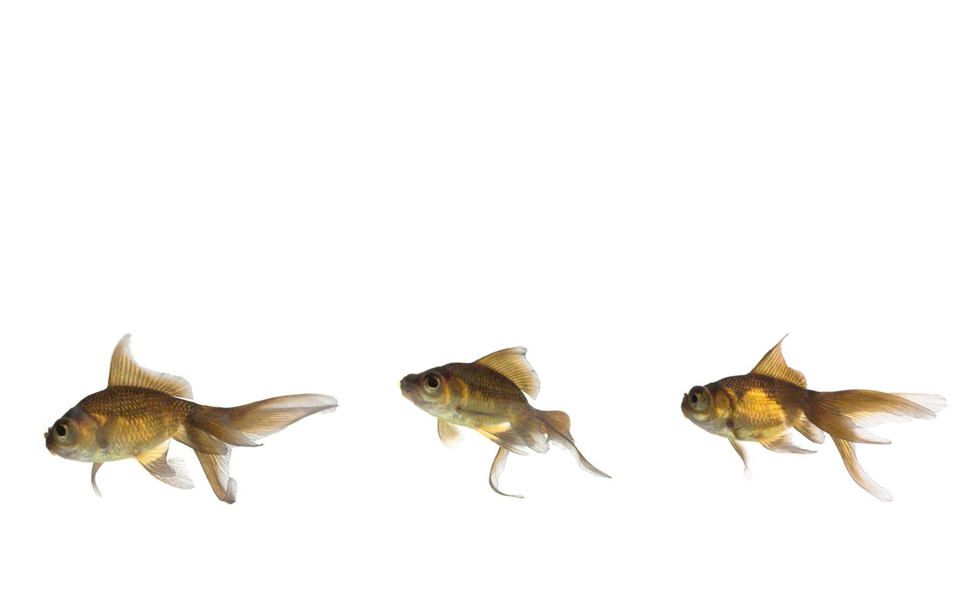 Simple Animal Wallpapers - Top Free Simple Animal Backgrounds ...