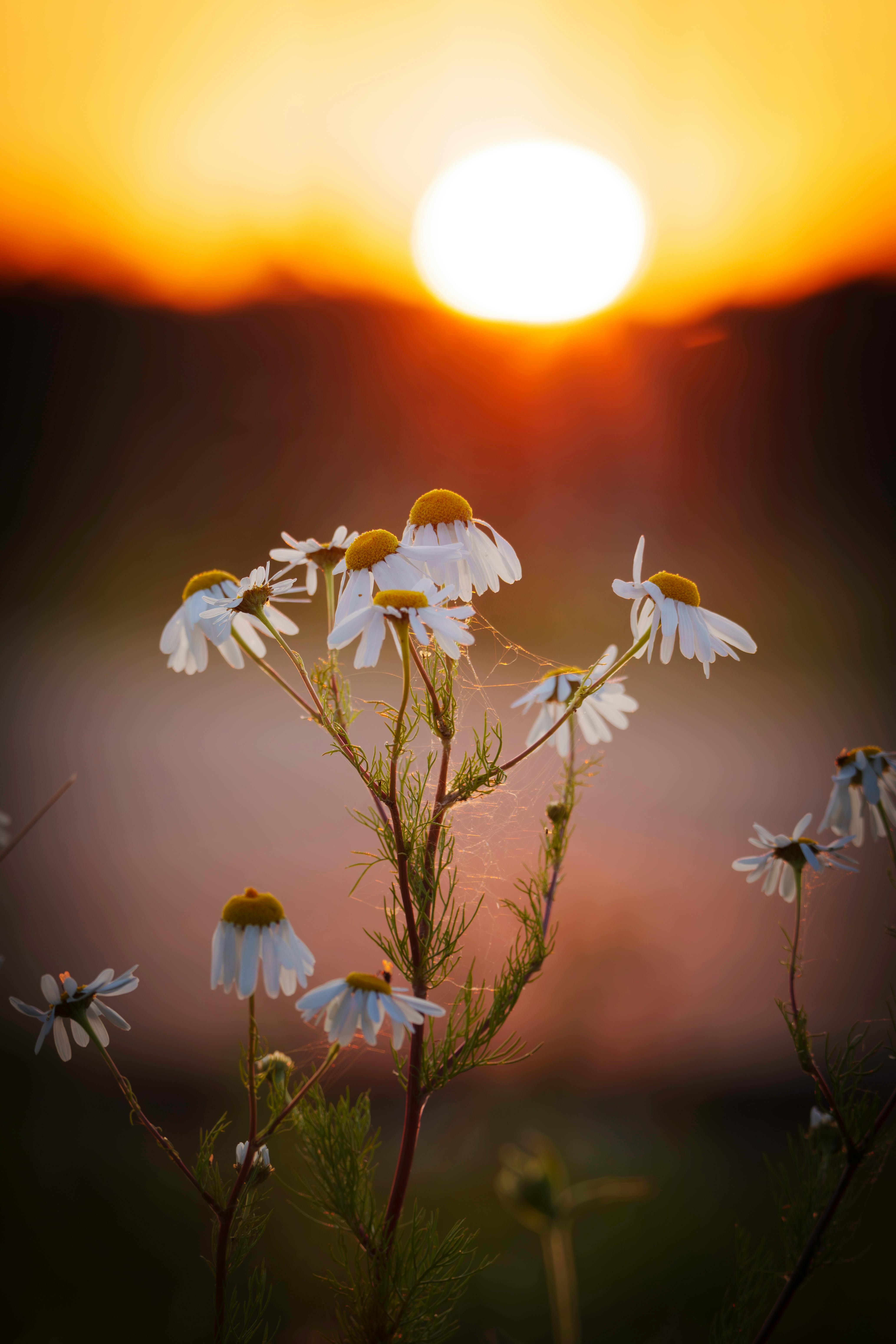 Sunset With Flowers Wallpapers - Top Free Sunset With Flowers ...