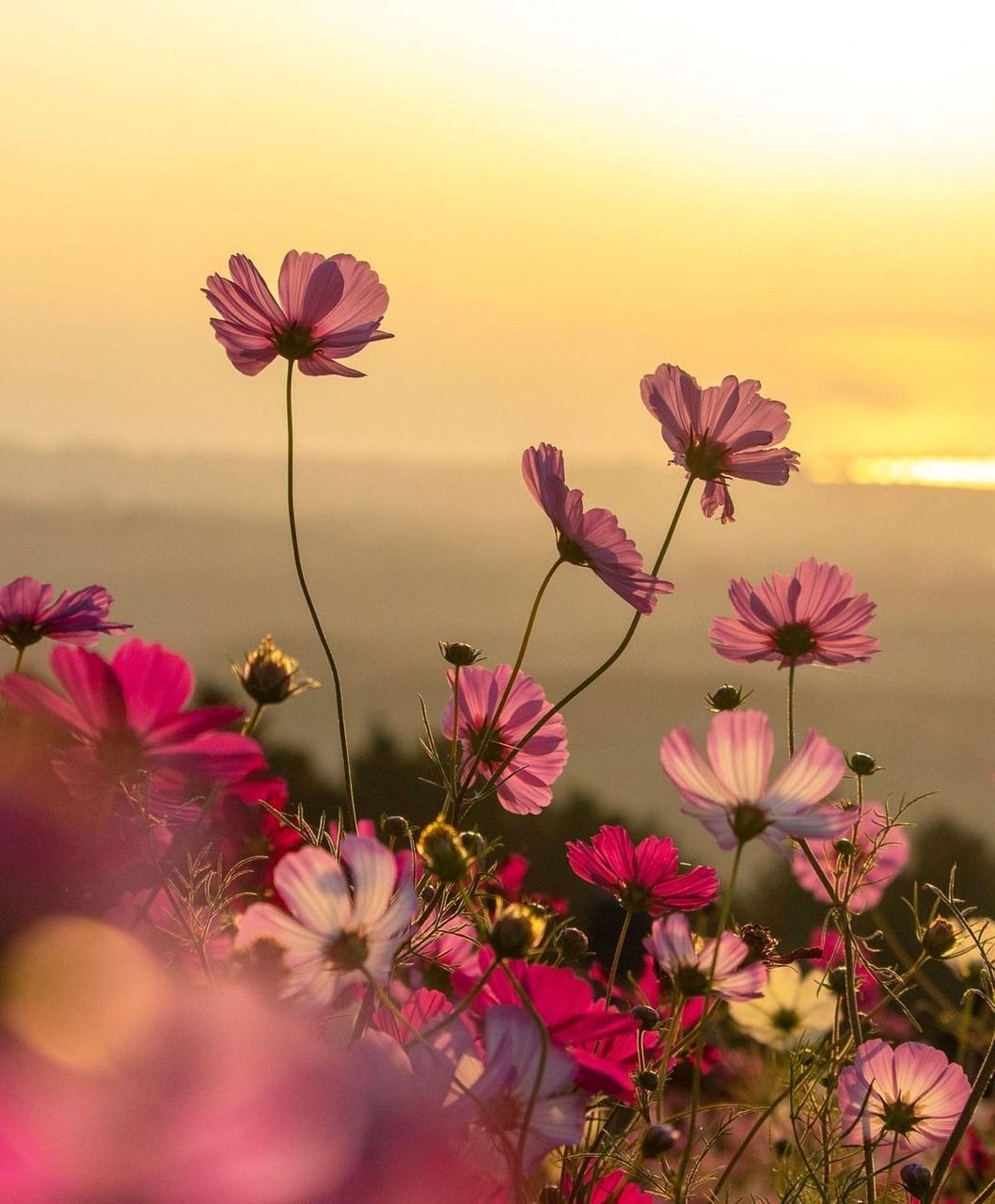 Sunset With Flowers Wallpapers - Top Free Sunset With Flowers ...