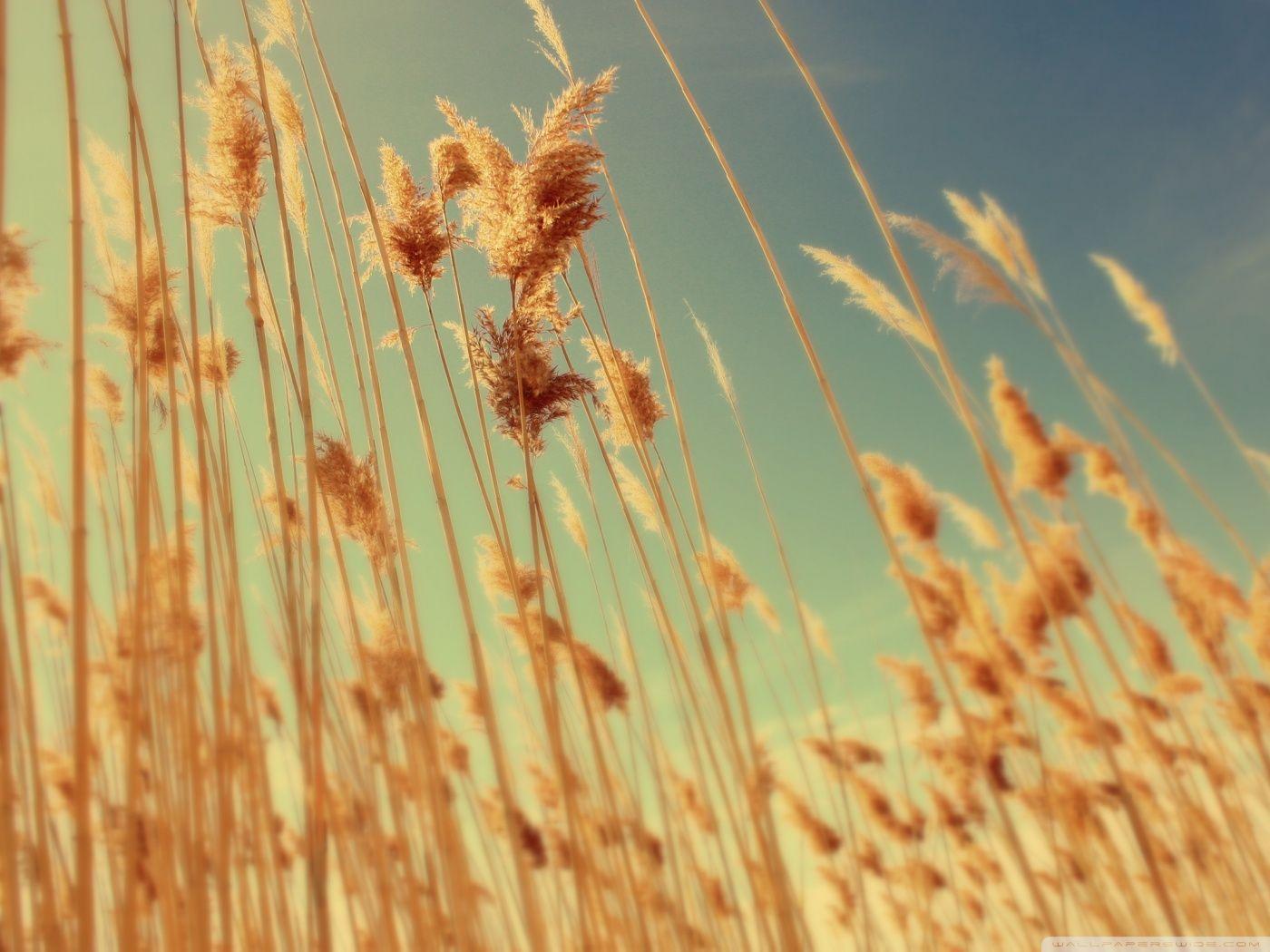 Vintage Fall Wallpapers - Top Free Vintage Fall Backgrounds ...