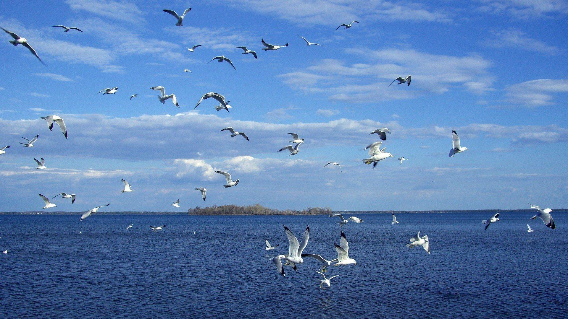Seagull Wallpapers - Top Free Seagull Backgrounds - WallpaperAccess
