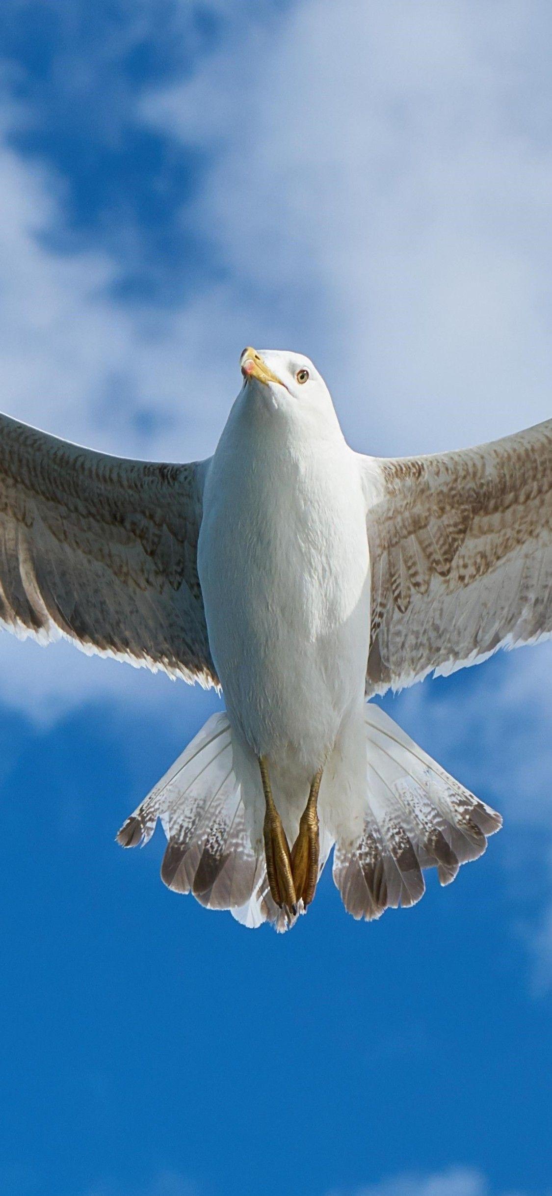 Seagull Wallpapers - Top Free Seagull Backgrounds - WallpaperAccess