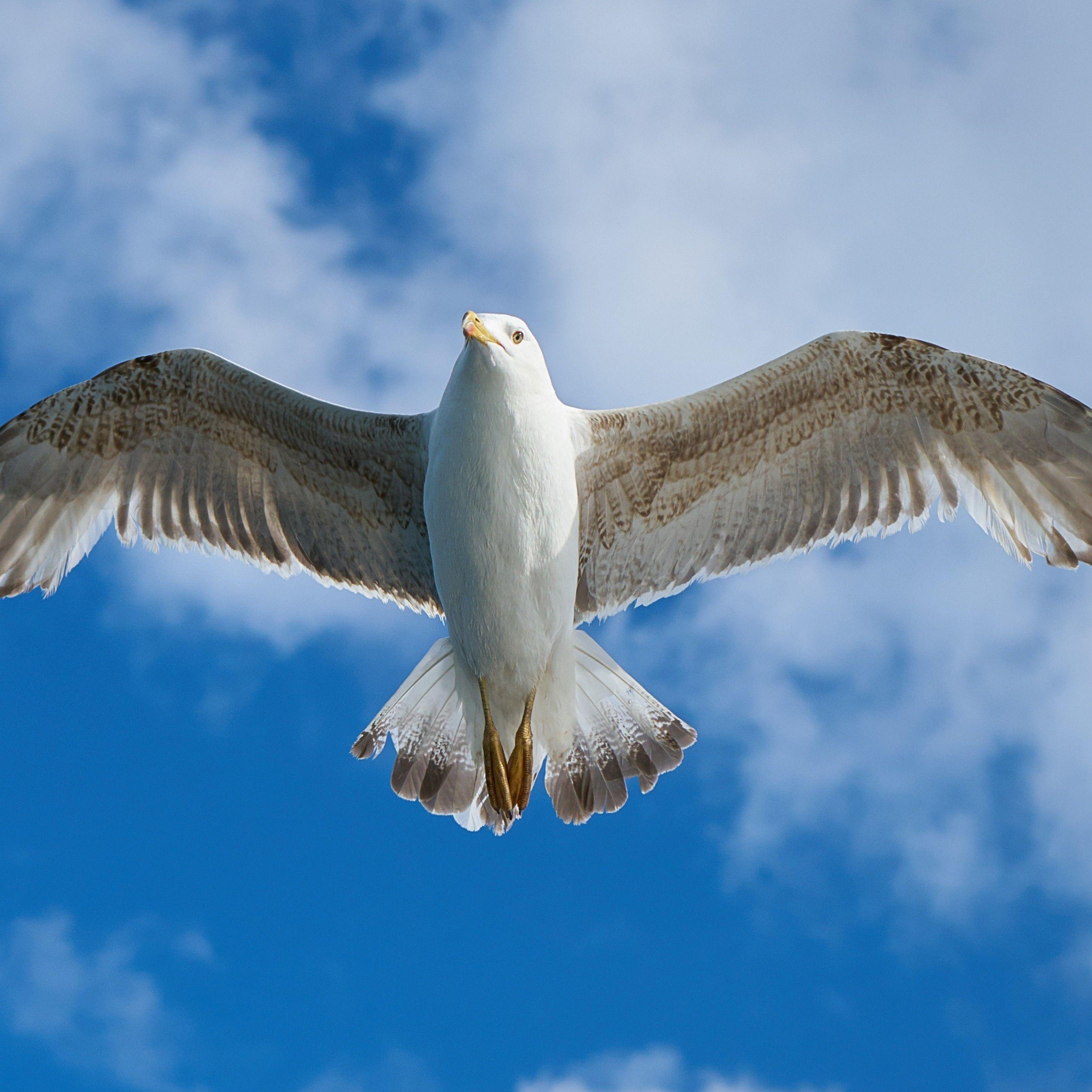 Seagull Wallpapers - Top Free Seagull Backgrounds - WallpaperAccess
