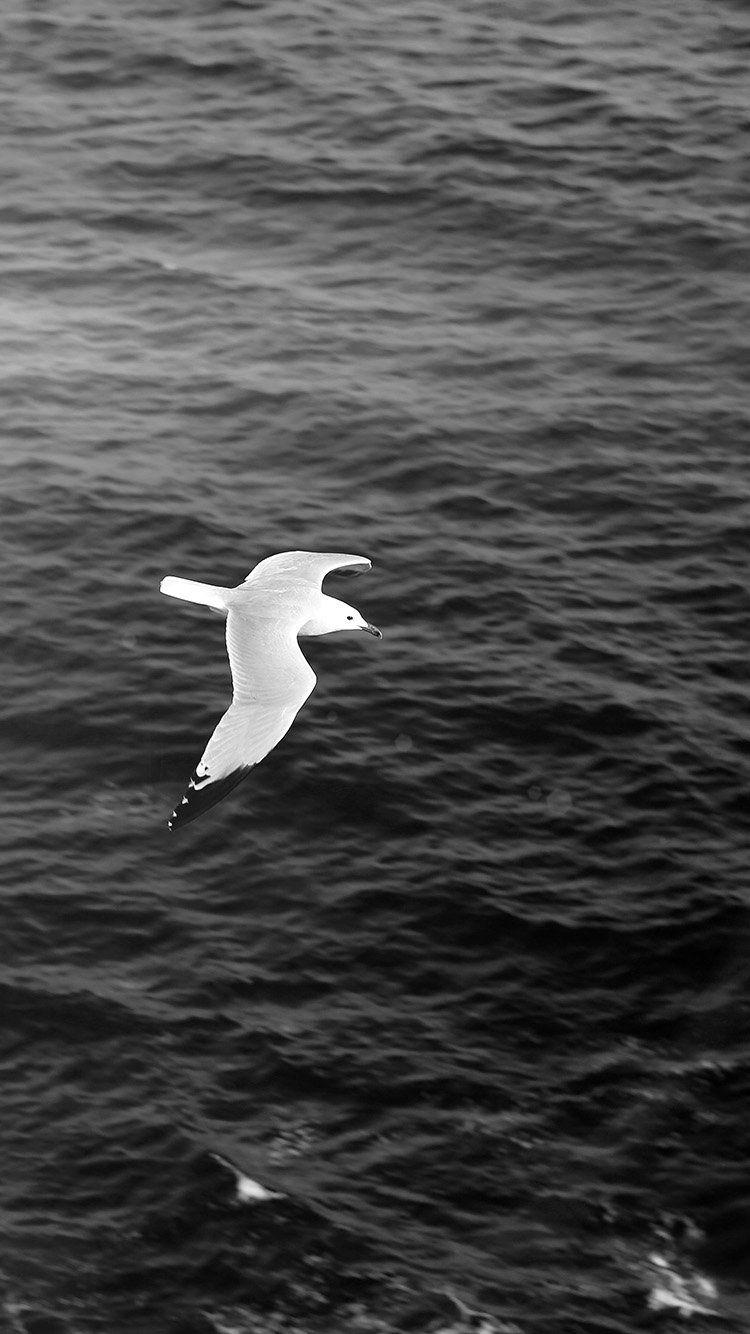Seagull Wallpapers - Top Free Seagull Backgrounds - WallpaperAccess