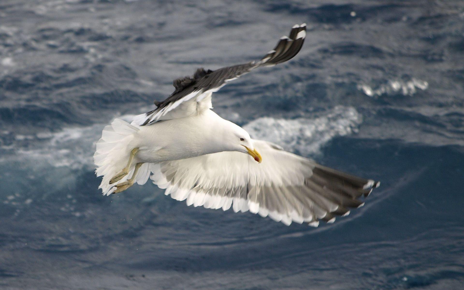 Seagull Wallpapers - Top Free Seagull Backgrounds - WallpaperAccess