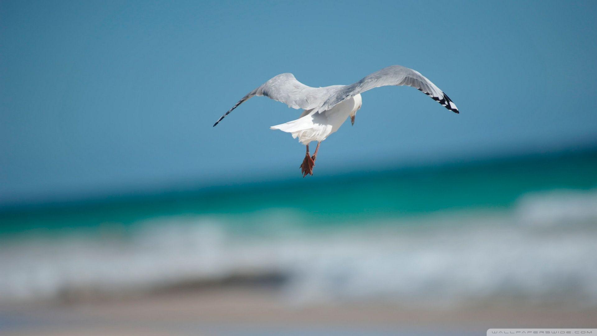 Seagull Wallpapers - Top Free Seagull Backgrounds - WallpaperAccess