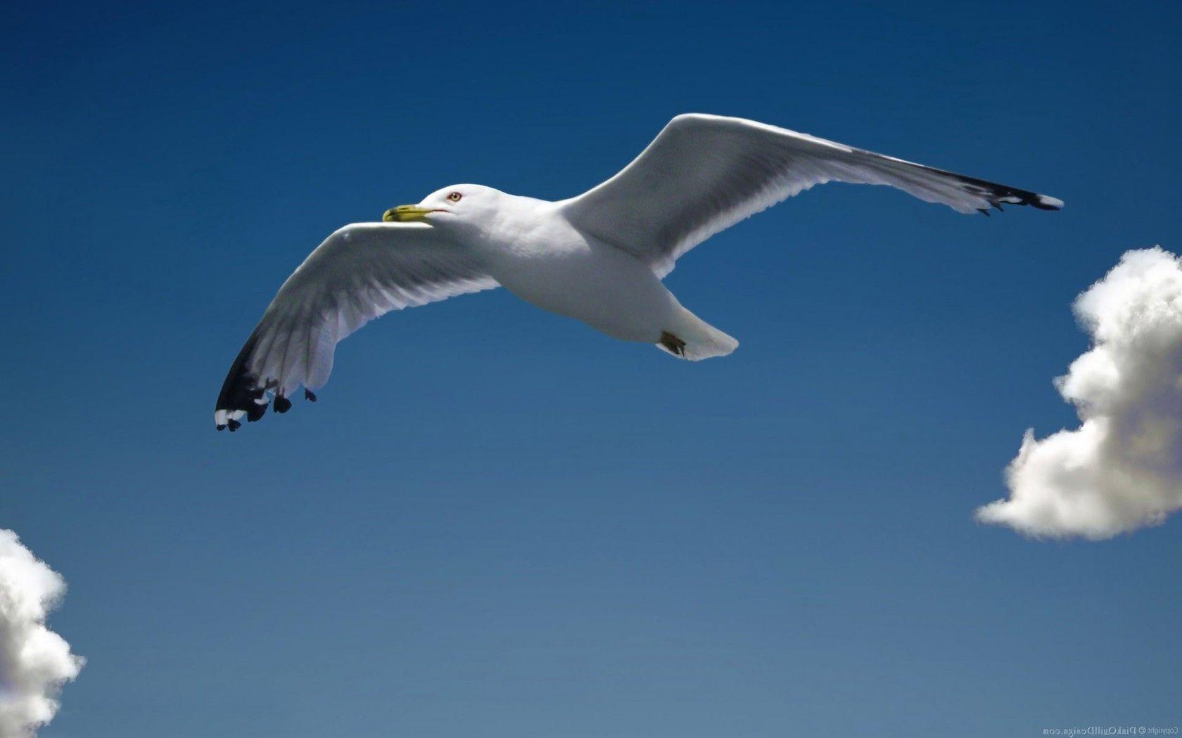 Seagull Wallpapers - Top Free Seagull Backgrounds - WallpaperAccess