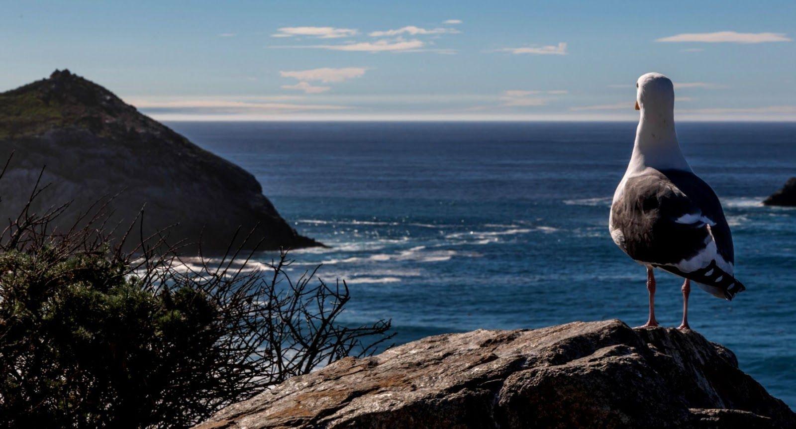 Seagull Wallpapers - Top Free Seagull Backgrounds - WallpaperAccess