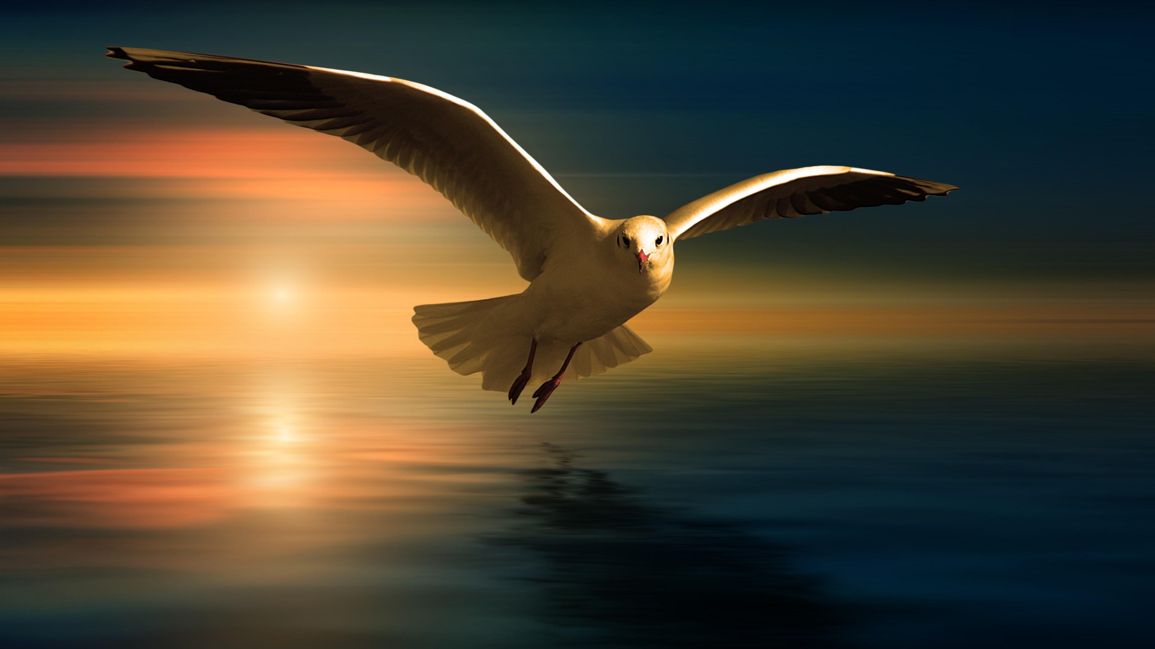 Seagull Wallpapers - Top Free Seagull Backgrounds - WallpaperAccess