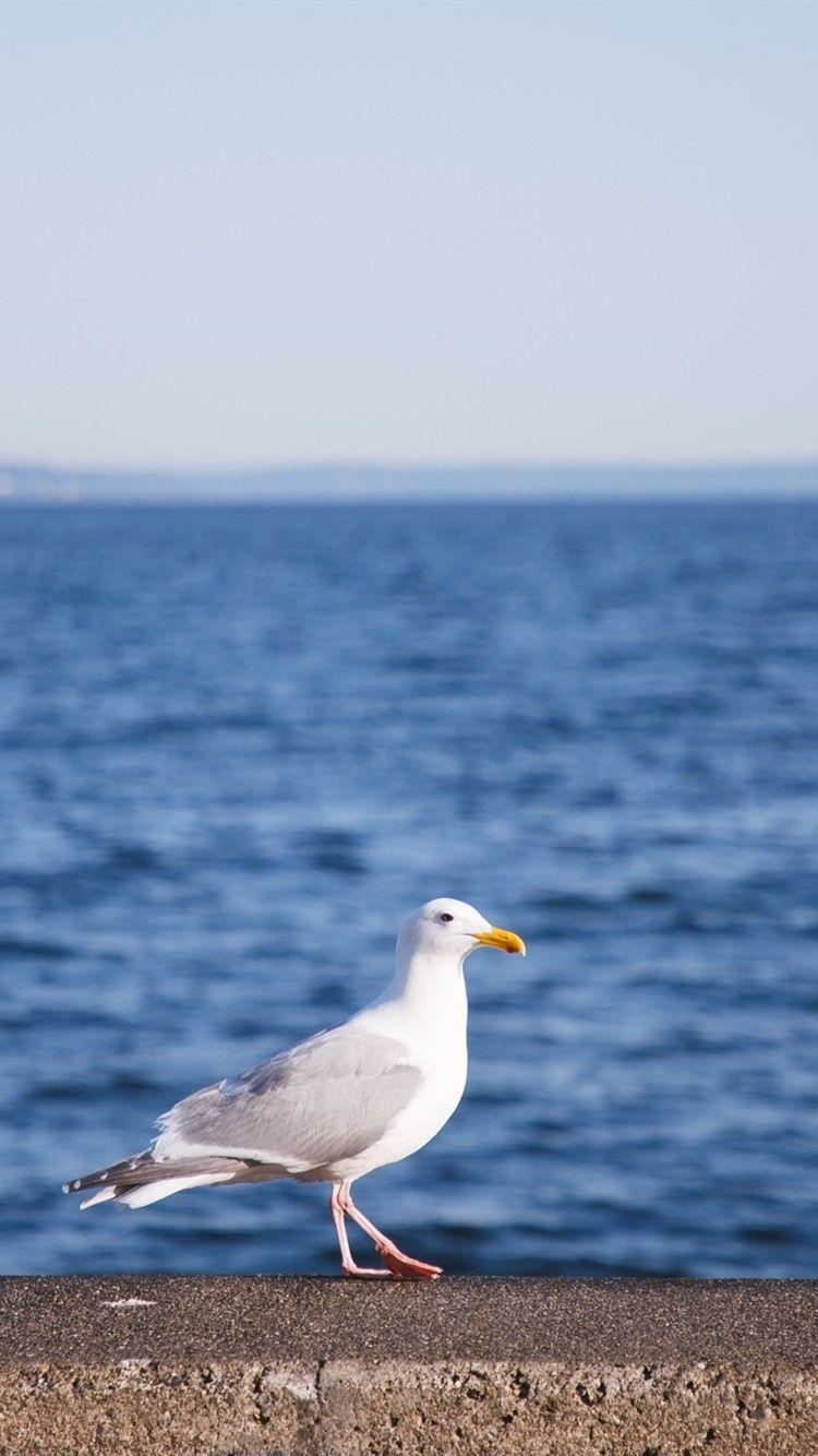 Seagull Wallpapers - Top Free Seagull Backgrounds - WallpaperAccess