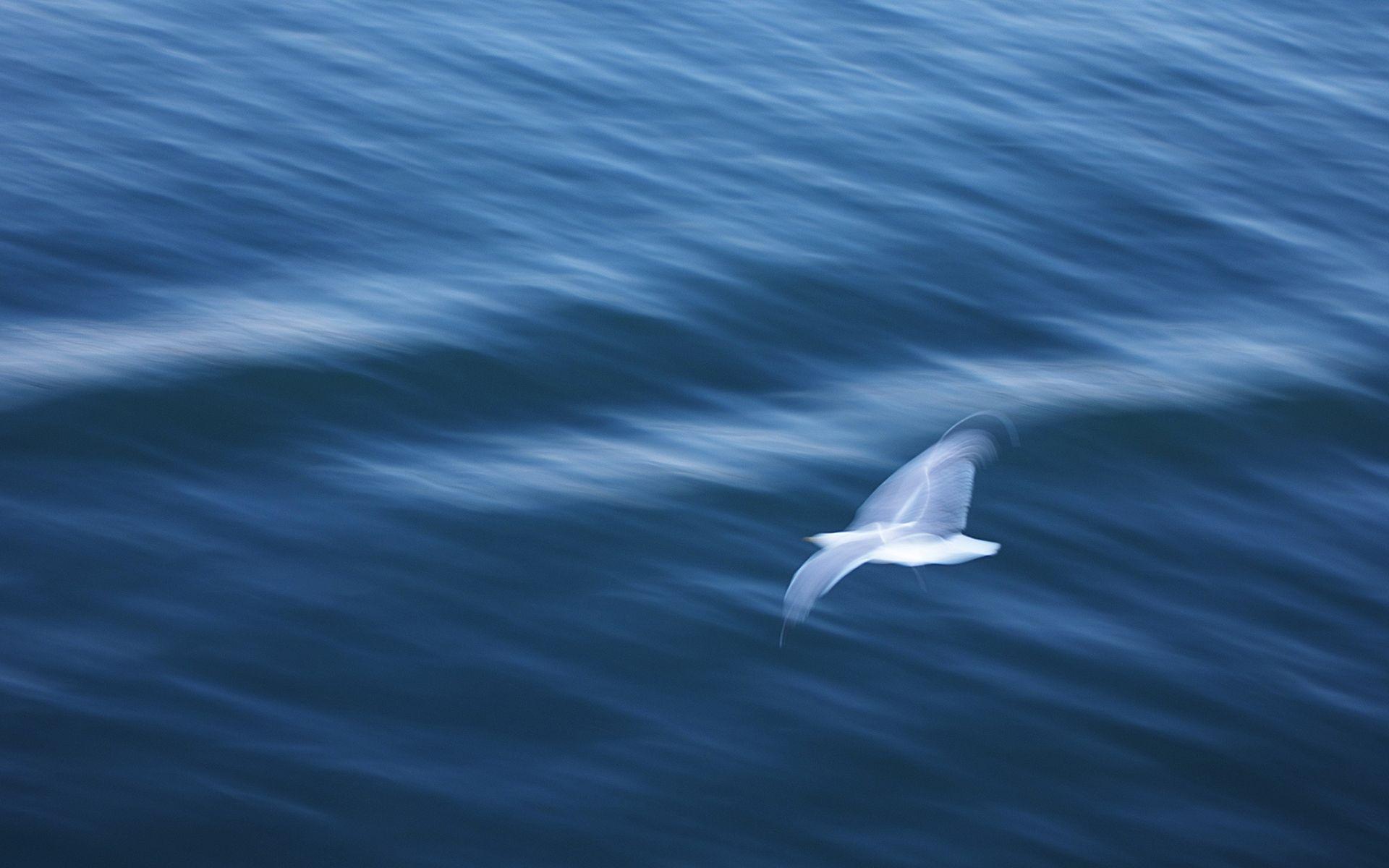 Seagull Wallpapers - Top Free Seagull Backgrounds - WallpaperAccess