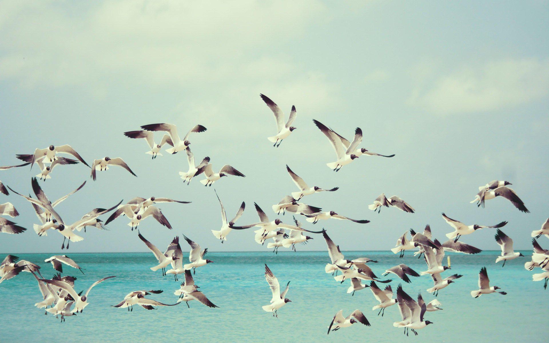 Seagull Wallpapers - Top Free Seagull Backgrounds - WallpaperAccess